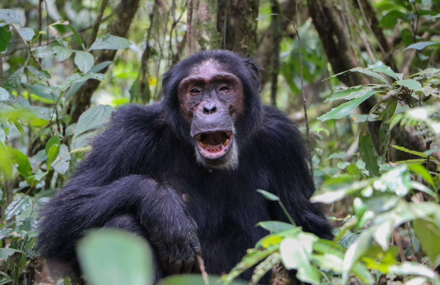 Uganda Explorer – African Rift Odyssey